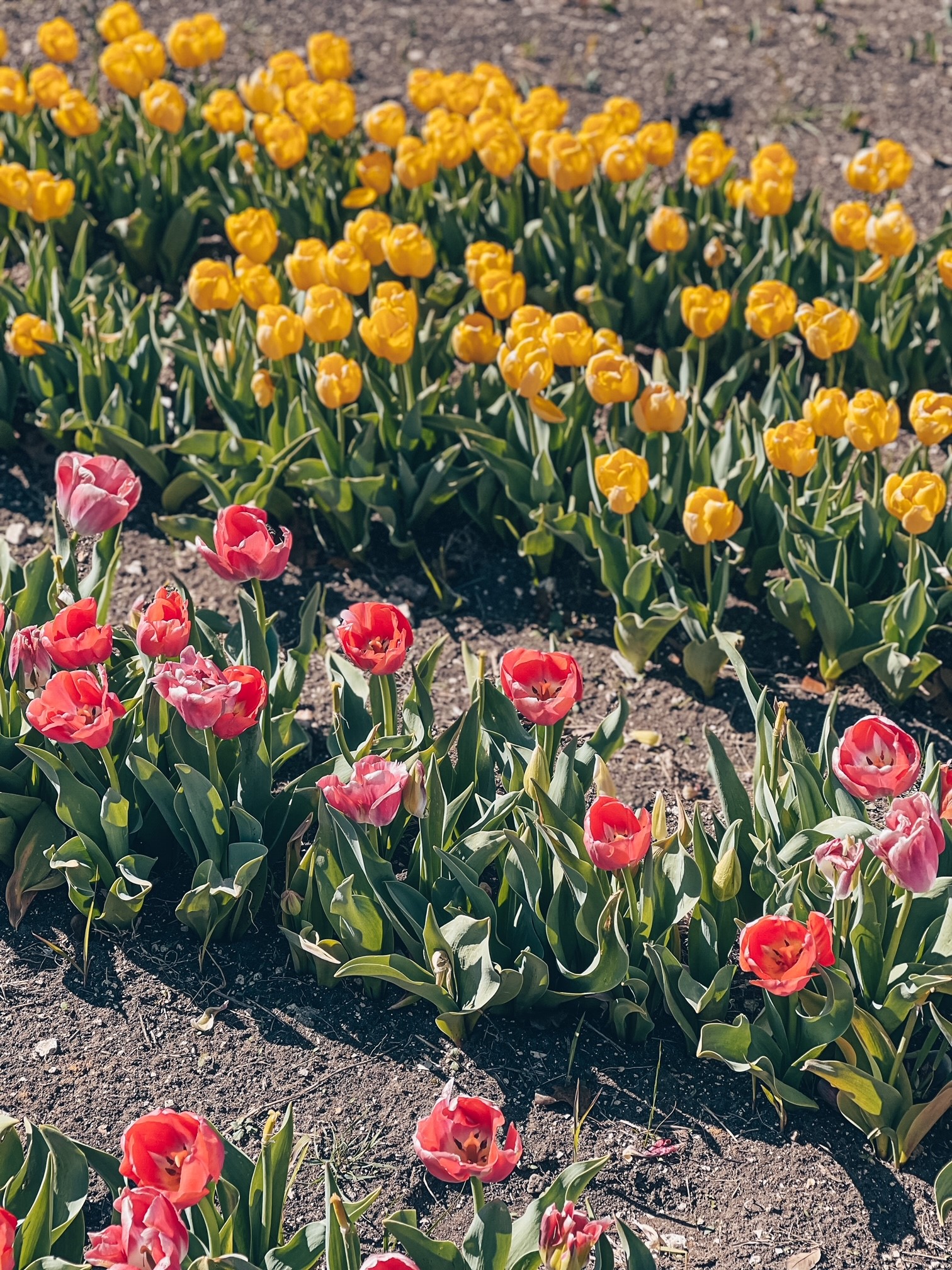 Tulipalooza - Simply Ashley Marie